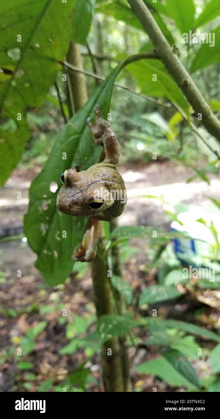 Rosenberg's Gladiator Frog (Boana rosenbergi) Amphibia Stock Photo - Alamy