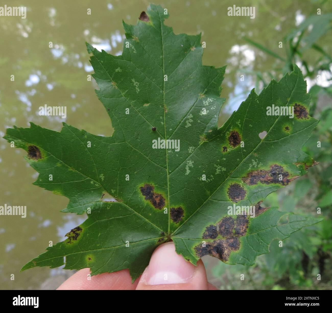 Freeman's Maple (Acer × freemanii) Plantae Stock Photo - Alamy