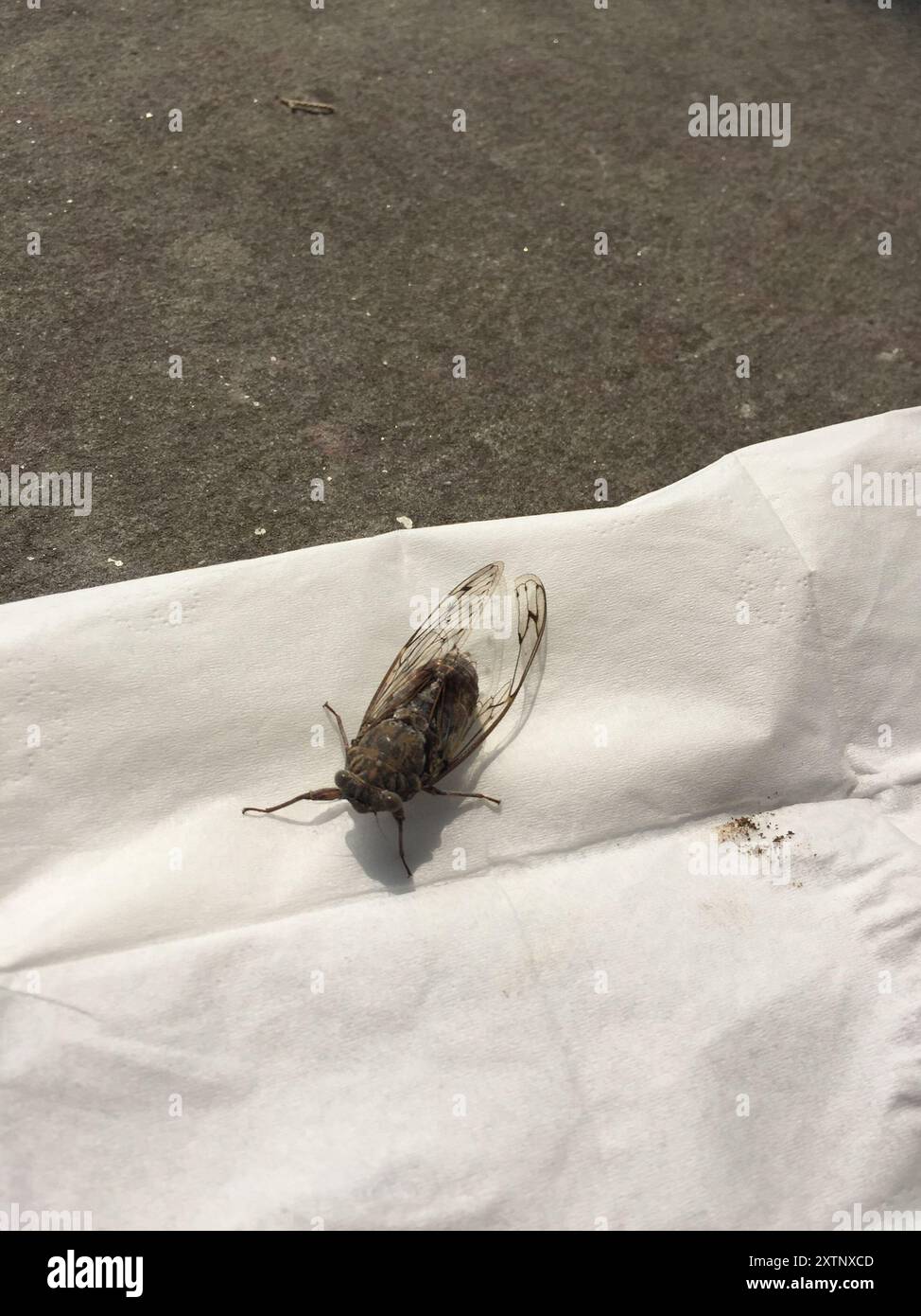 Ash Cicada (Cicada orni) Insecta Stock Photo - Alamy