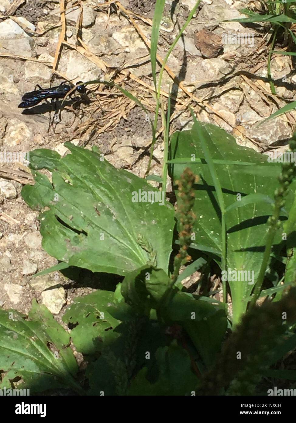 Steel-blue Cricket-hunter Wasp (Chlorion aerarium) Insecta Stock Photo ...