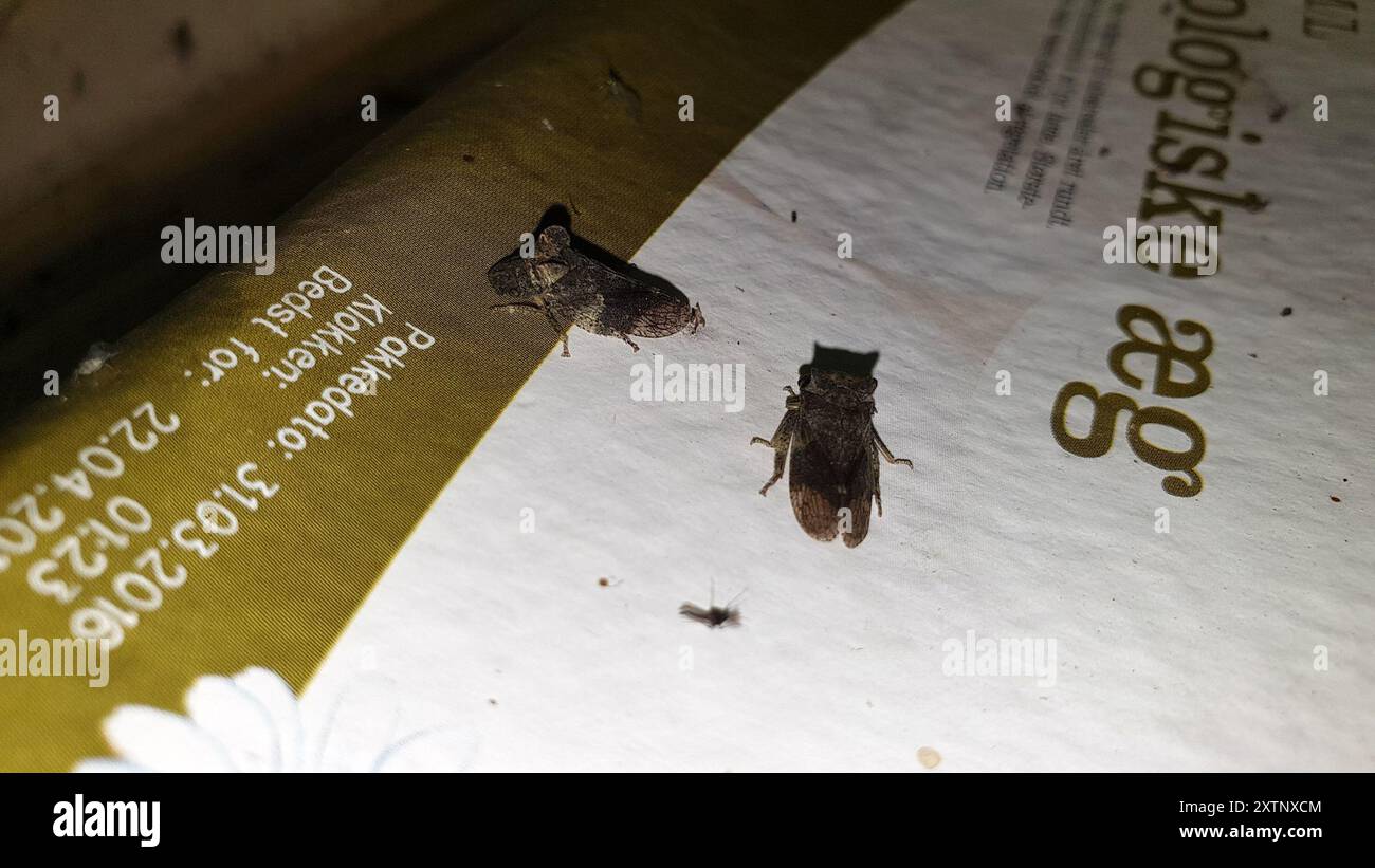 Horned Leafhopper (Ledra aurita) Insecta Stock Photo - Alamy
