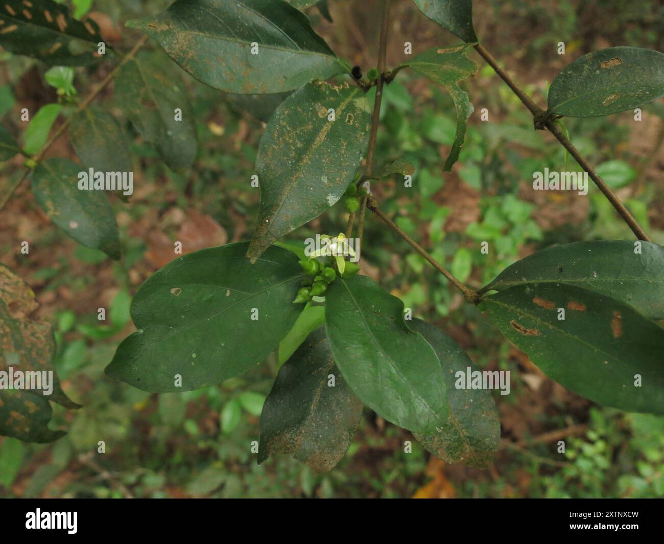 Turkeyberries (Canthium) Plantae Stock Photo - Alamy