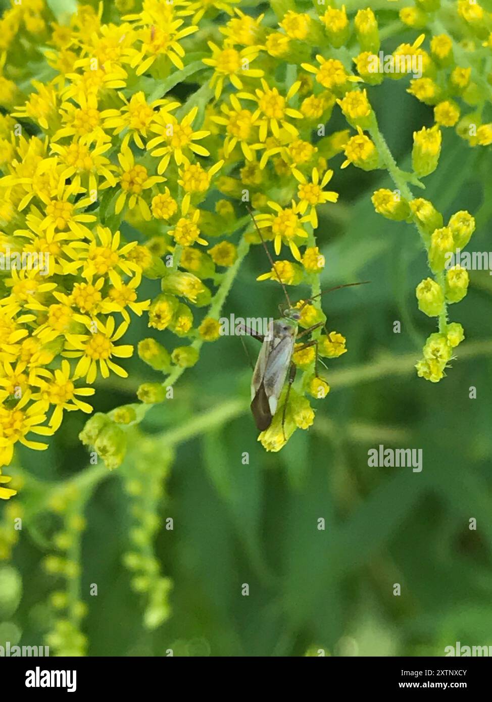 Alfalfa Plant Bug (Adelphocoris lineolatus) Insecta Stock Photo - Alamy