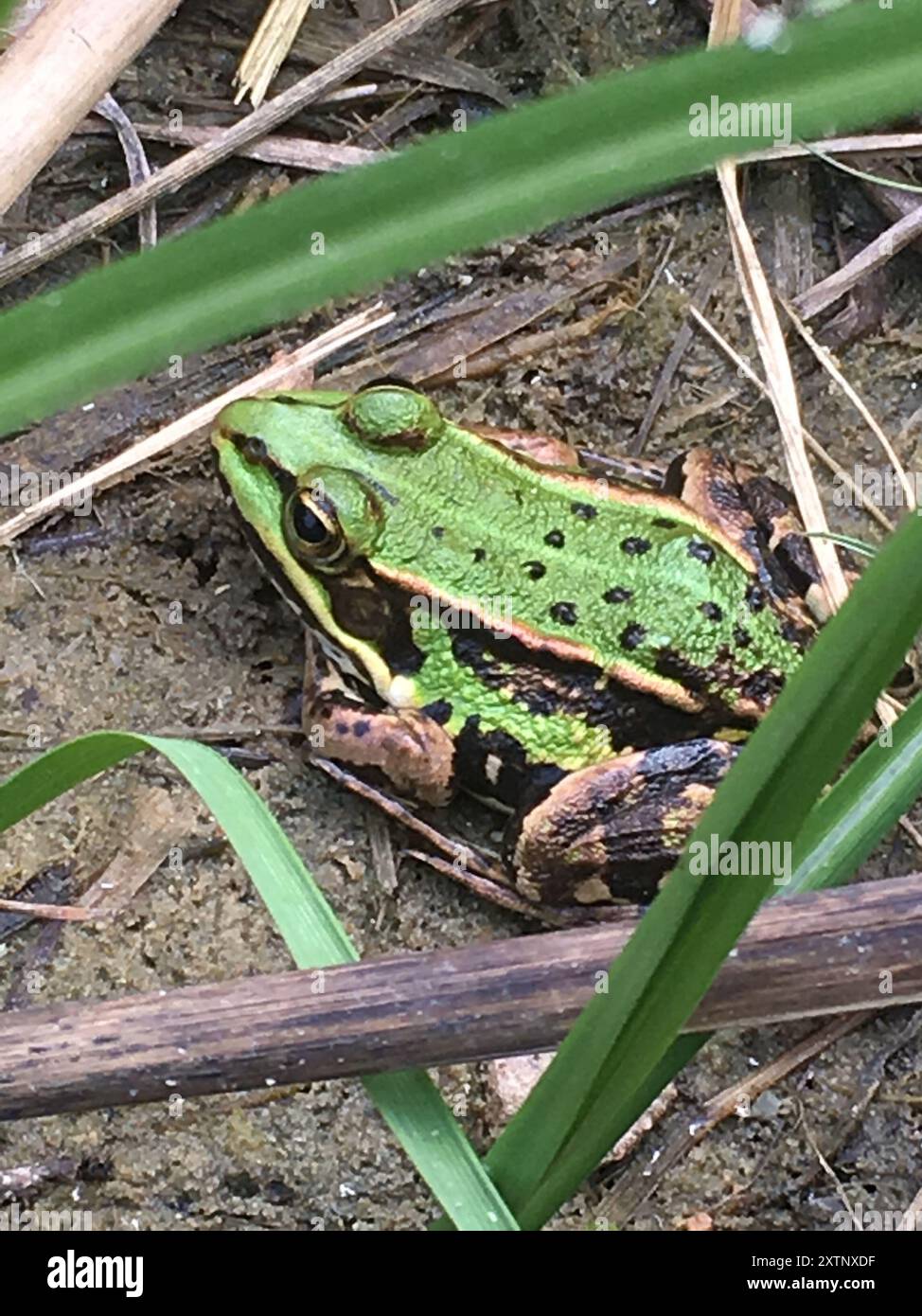 Water Frogs (Pelophylax) Amphibia Stock Photo - Alamy
