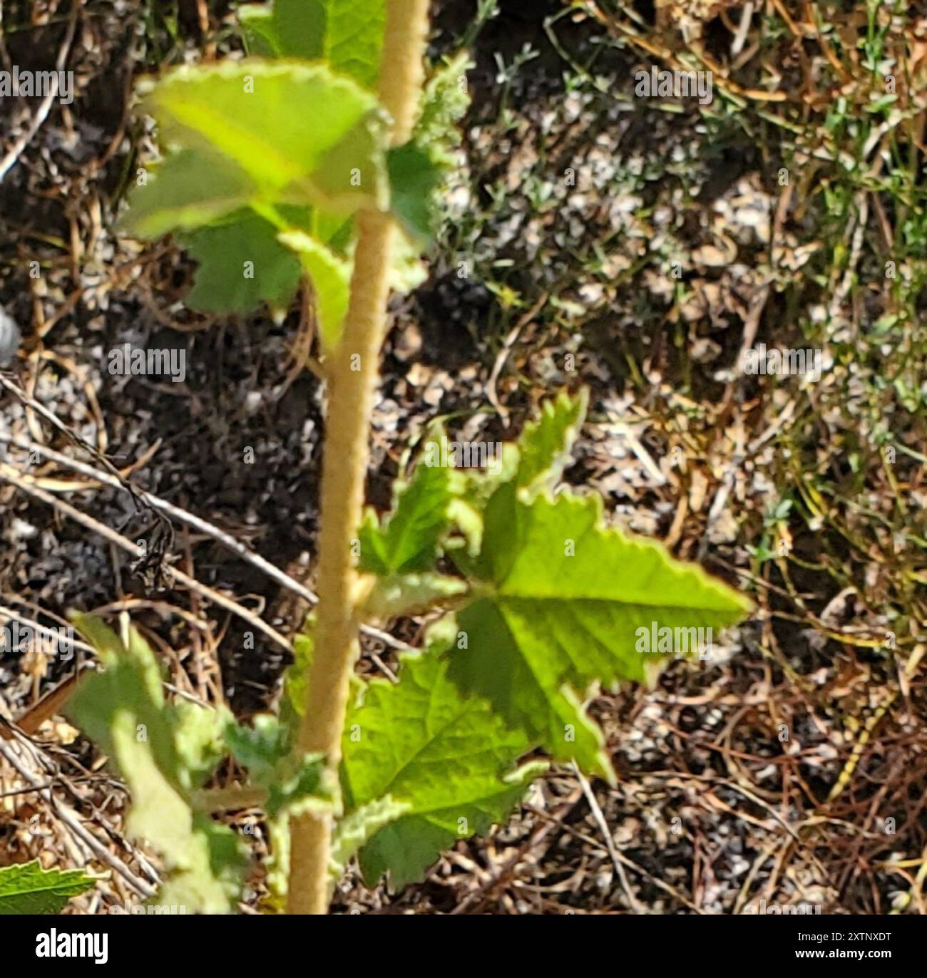 southern coastal bushmallow (Malacothamnus fasciculatus) Plantae Stock ...