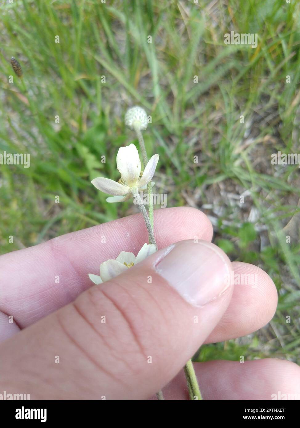 Cutleaf Anemone (Anemone multifida) Plantae Stock Photo - Alamy