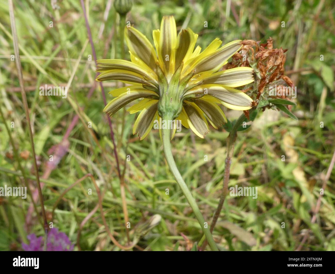 Hairy Hawkbit (Leontodon saxatilis) Plantae Stock Photo - Alamy