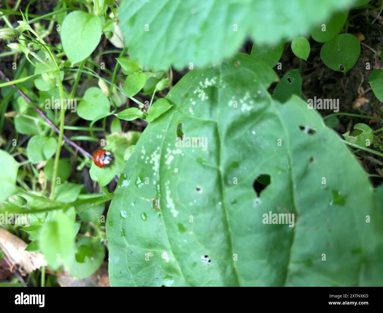 Two-spotted Lady Beetle (Adalia bipunctata) Insecta Stock Photo - Alamy