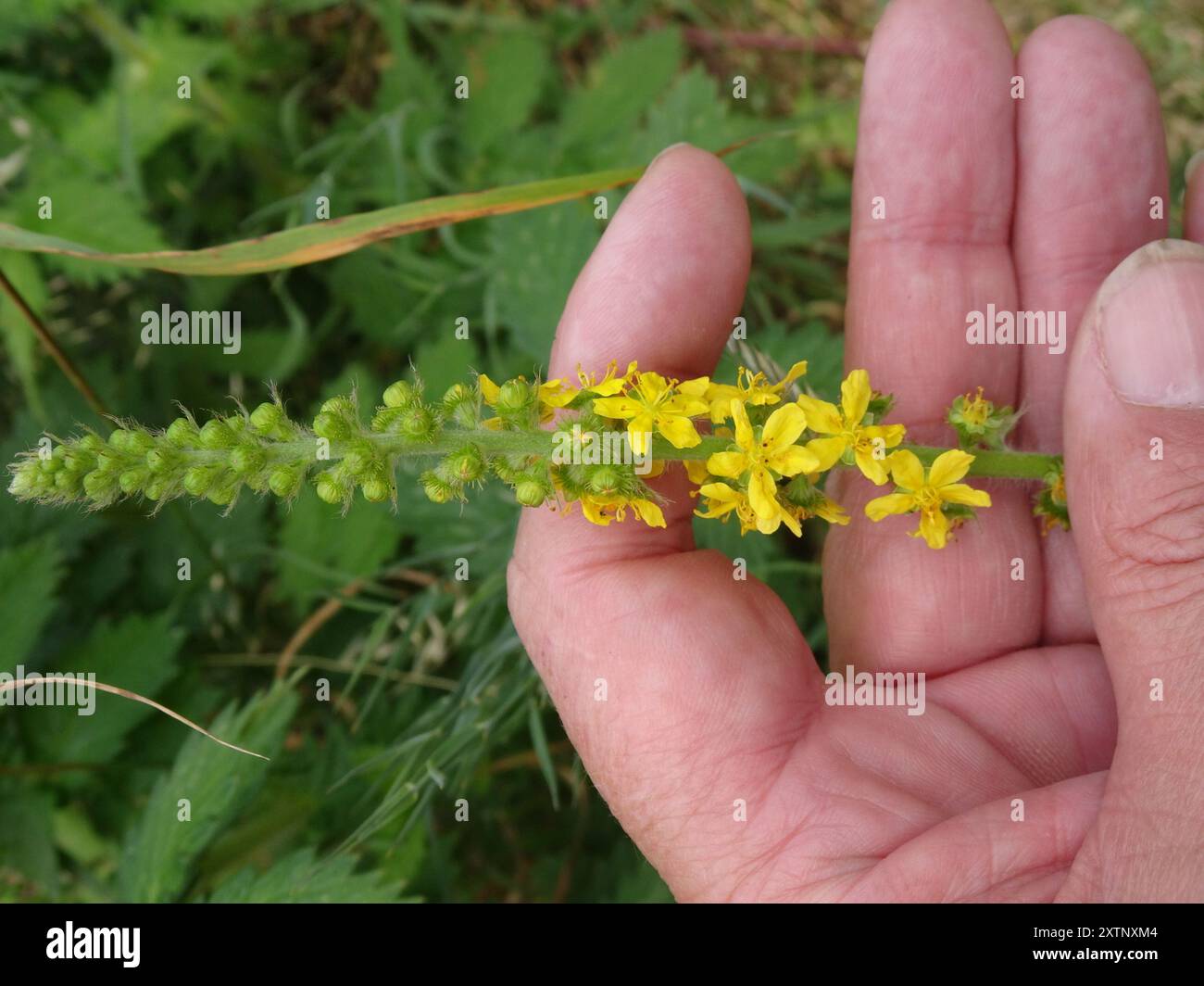common agrimony (Agrimonia eupatoria) Plantae Stock Photo - Alamy