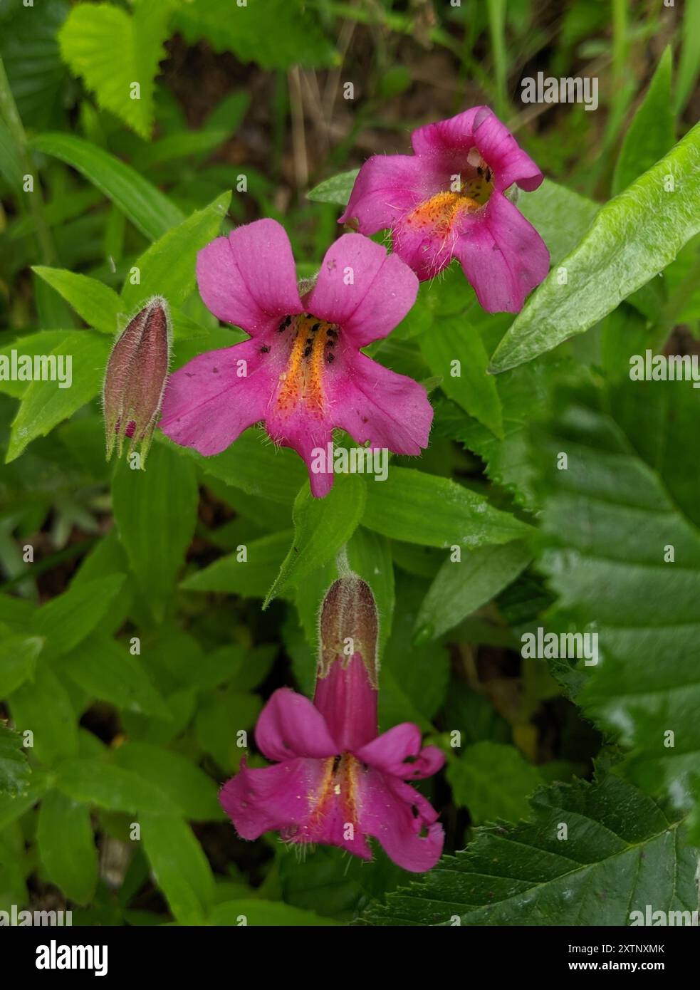 Lewis' monkeyflower (Erythranthe lewisii) Plantae Stock Photo - Alamy