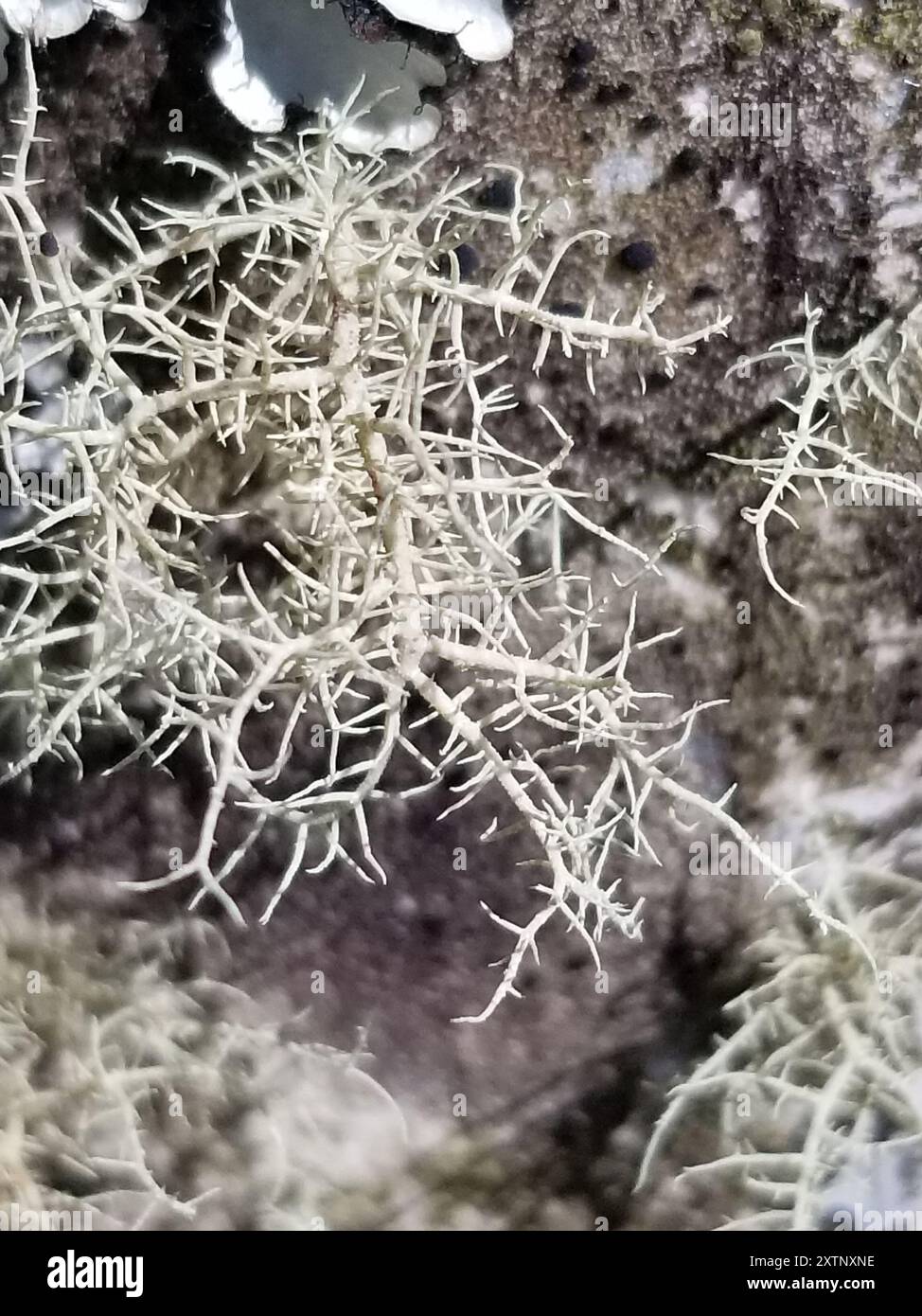 Bristly Beard Lichen (Usnea hirta) Fungi Stock Photo - Alamy