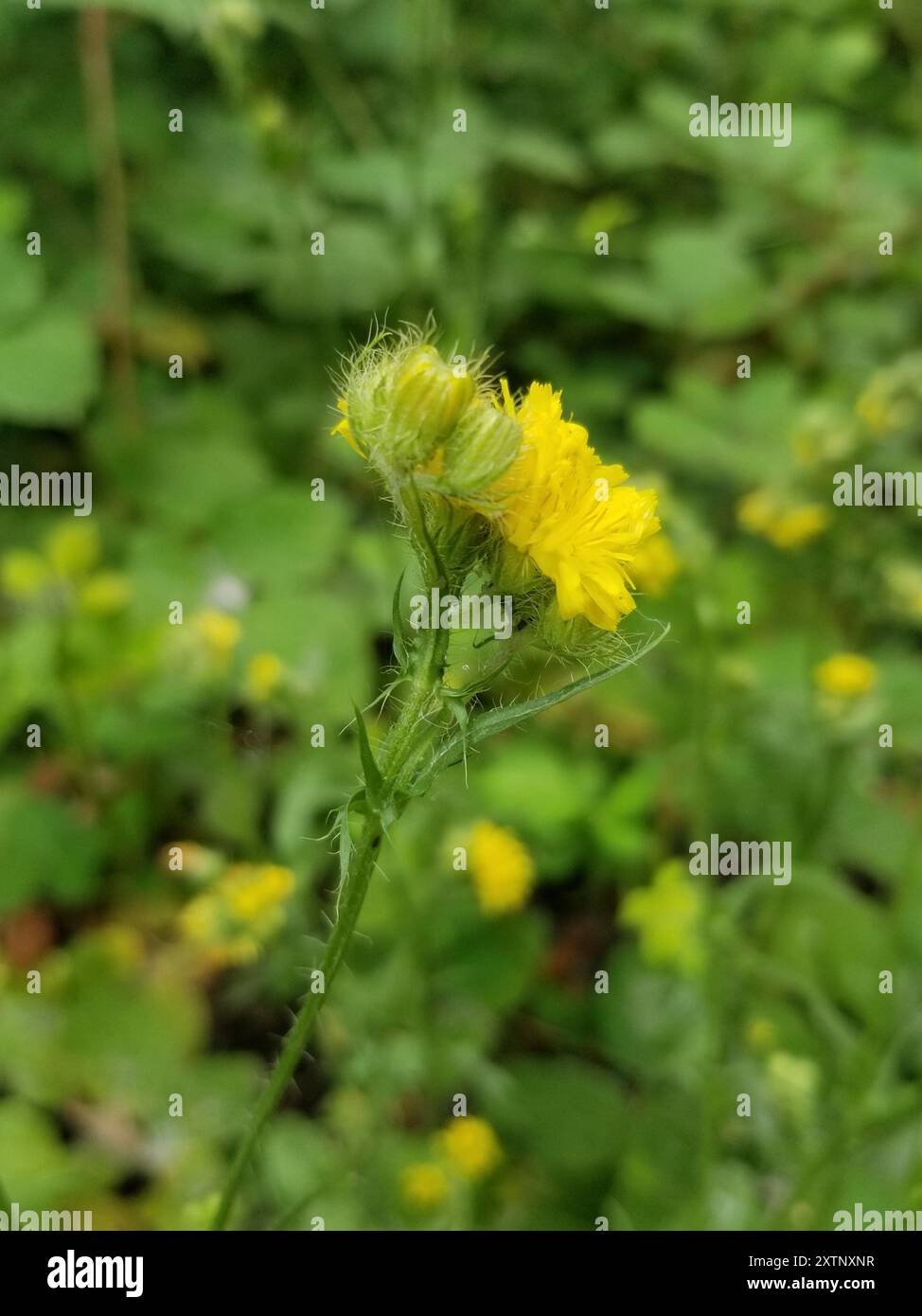 Bristly Hawk's-beard (Crepis setosa) Plantae Stock Photo - Alamy