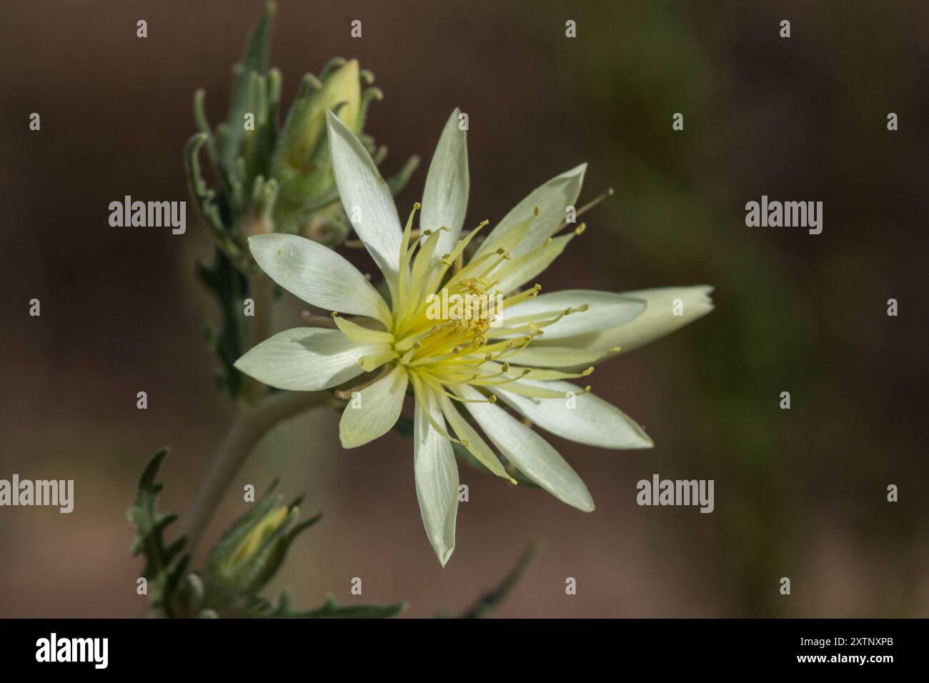 Adonis Blazingstar (Mentzelia multiflora) Plantae Stock Photo - Alamy