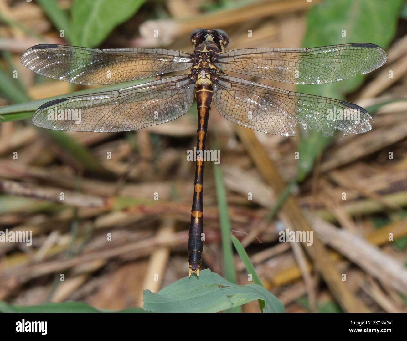 Common Sanddragon (Progomphus obscurus) Insecta Stock Photo - Alamy