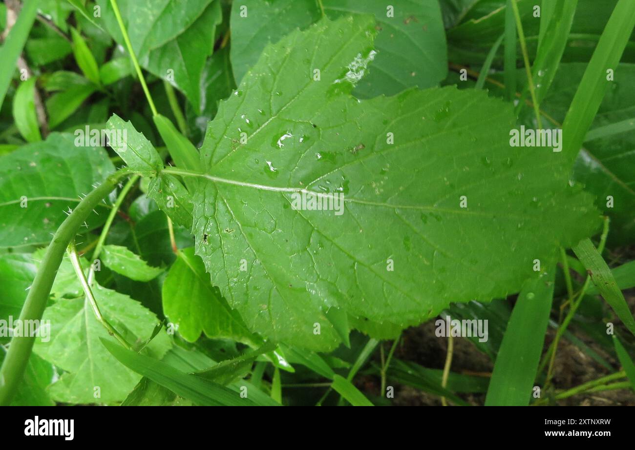 charlock (Mutarda arvensis) Plantae Stock Photo - Alamy