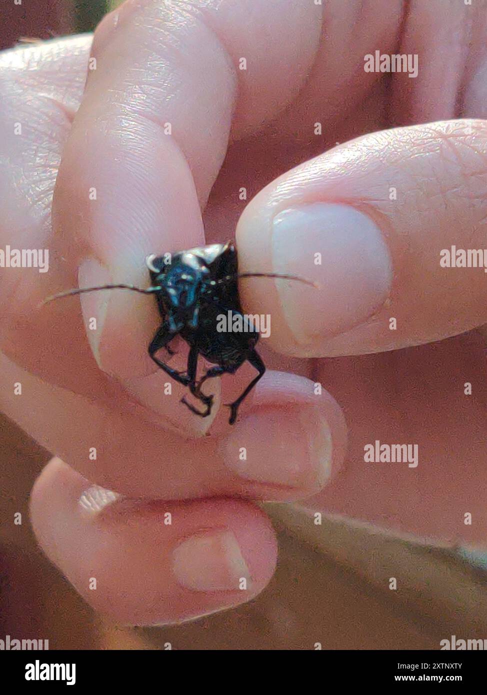 (Dicaelus dilatatus) Insecta Stock Photo - Alamy