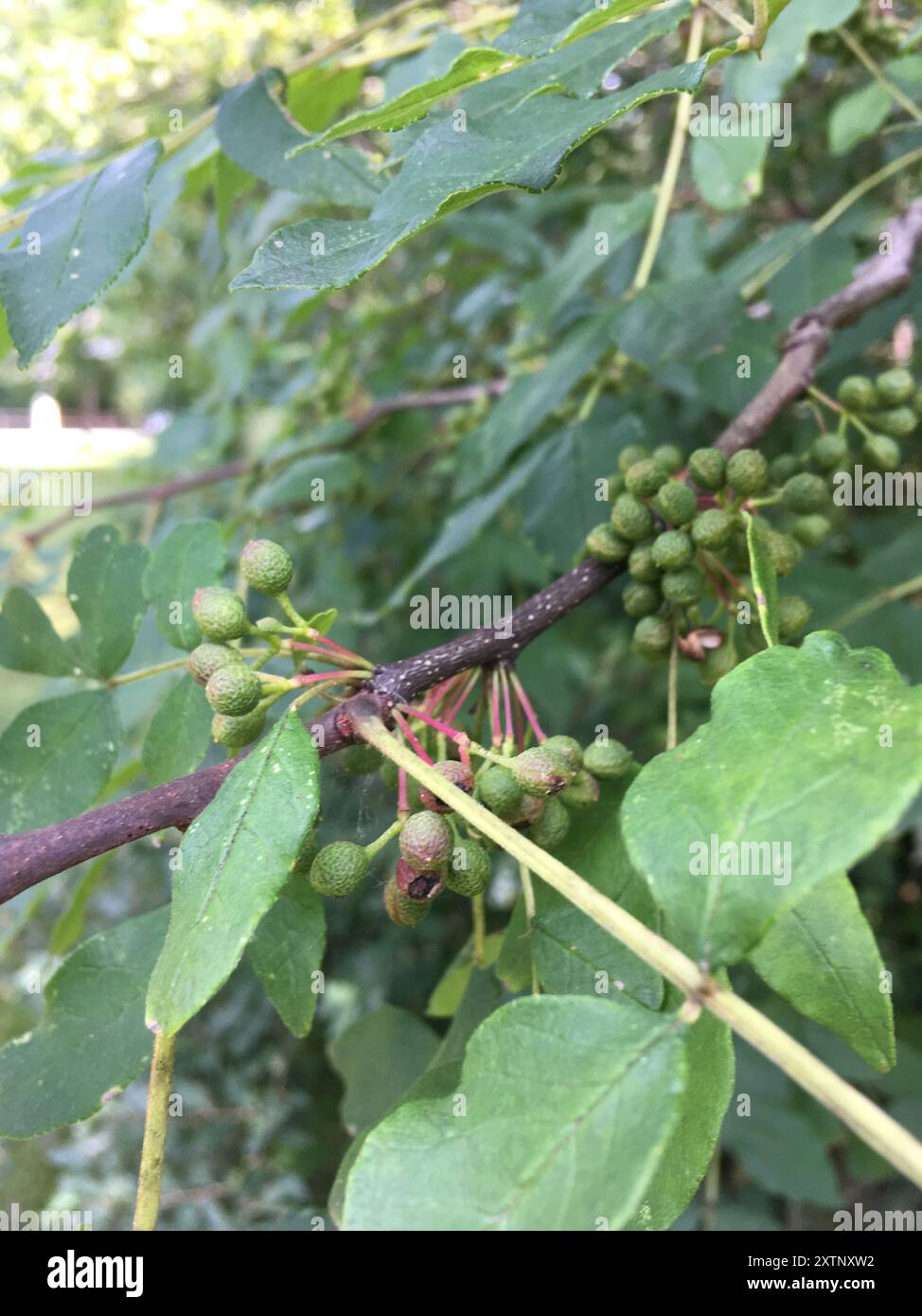 common prickly ash (Zanthoxylum americanum) Plantae Stock Photo - Alamy