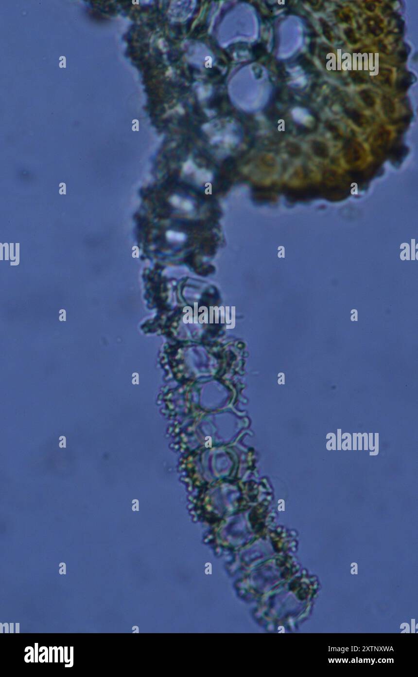 Star Moss (Syntrichia ruralis) Plantae Stock Photo - Alamy