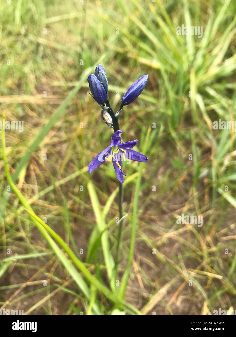 small camas (Camassia quamash) Plantae Stock Photo - Alamy
