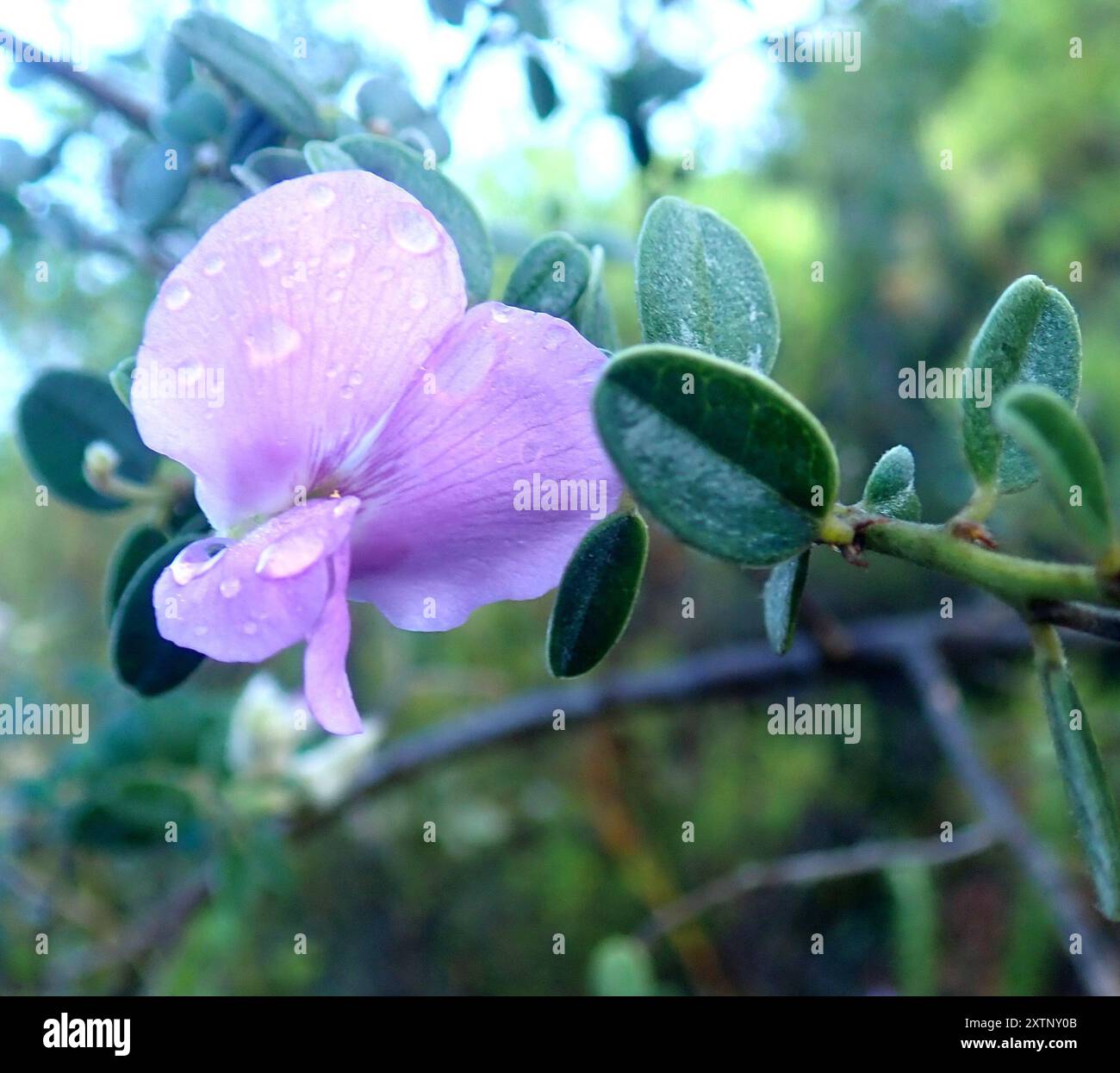 Hairy Capesweetpea (Podalyria burchellii) Plantae Stock Photo - Alamy
