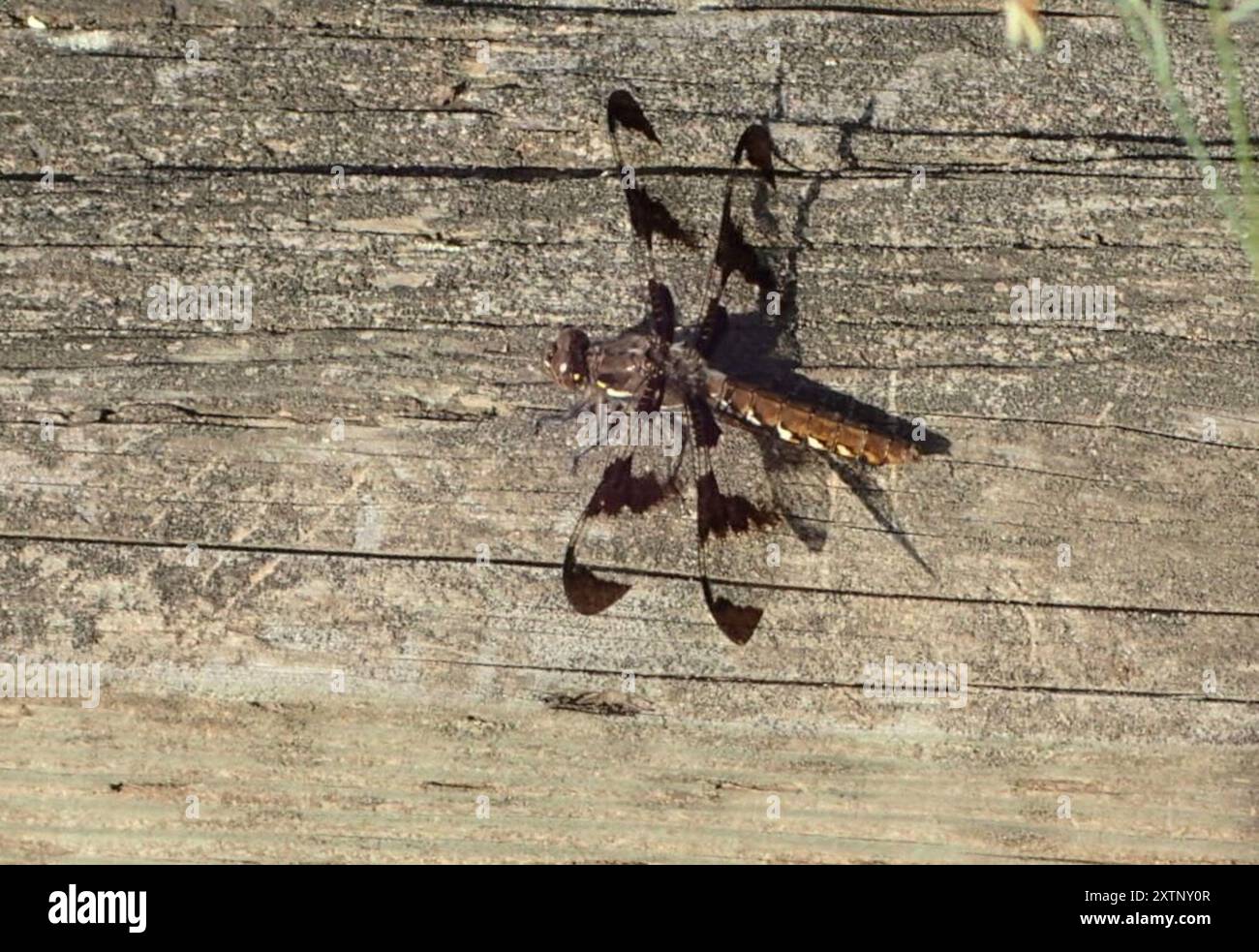 Common Whitetail (Plathemis lydia) Insecta Stock Photo - Alamy