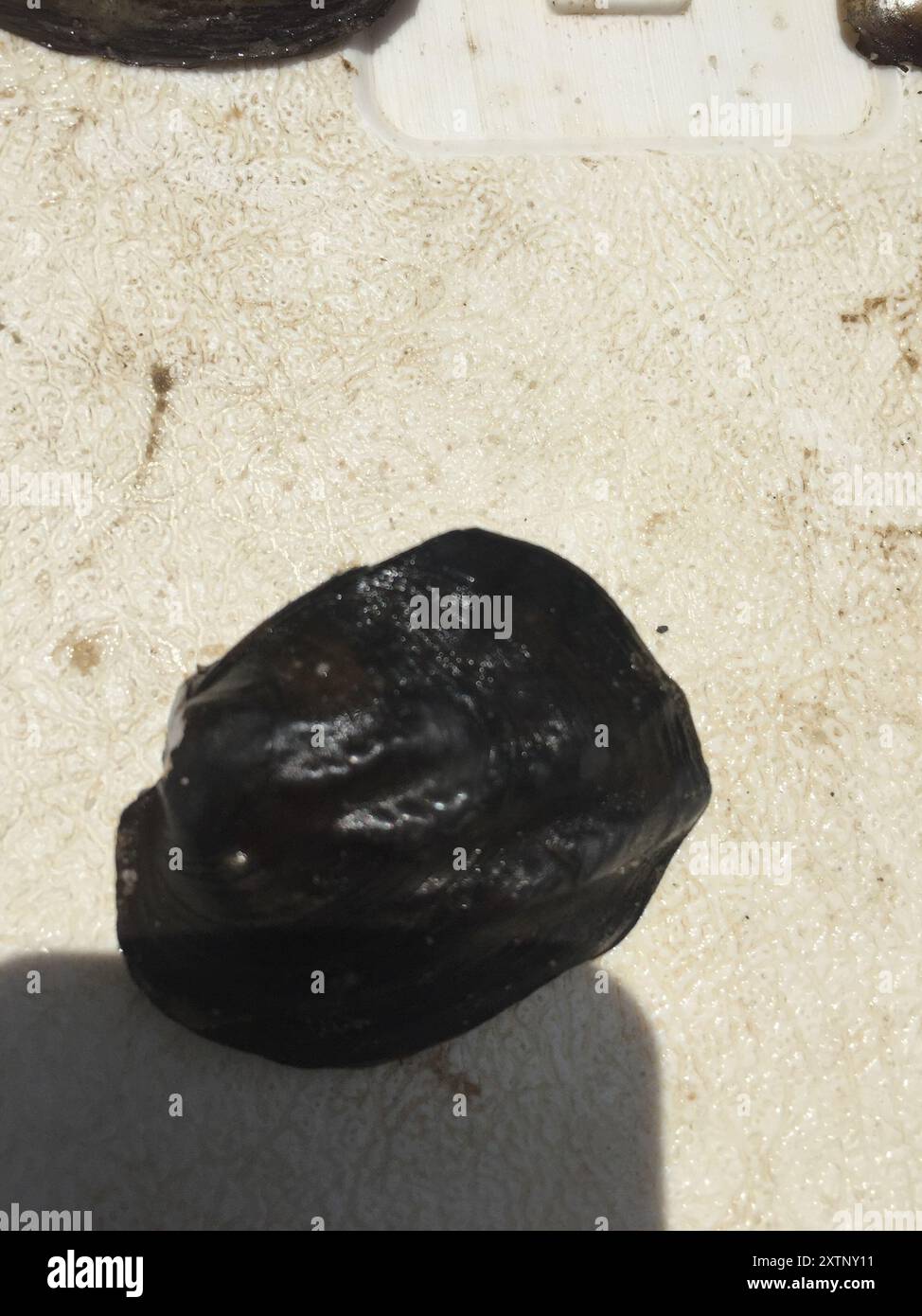 Three-ridge Mussel (Amblema plicata) Mollusca Stock Photo - Alamy