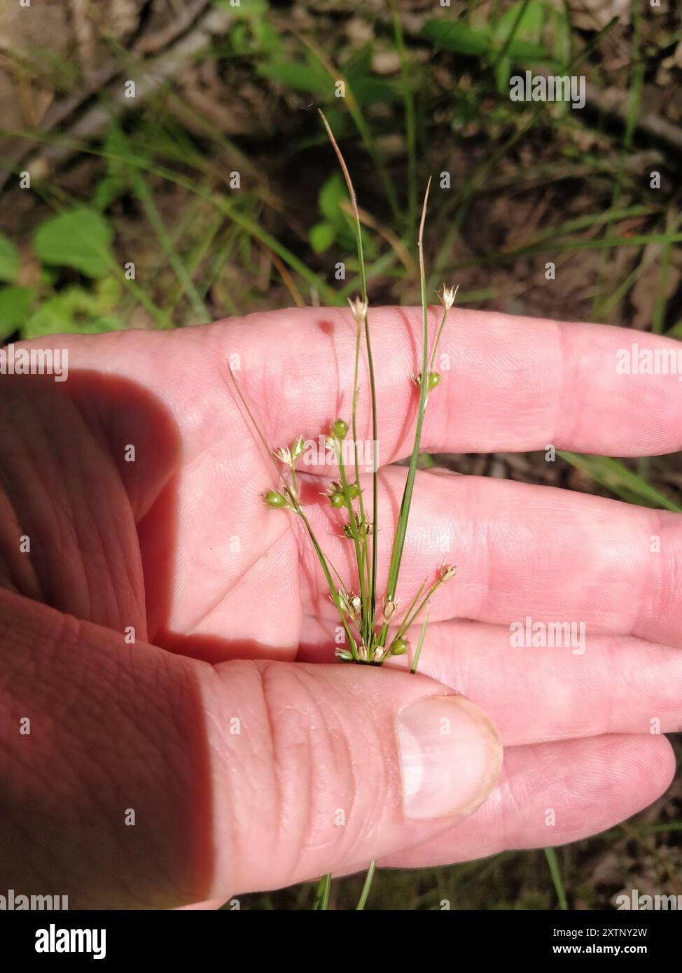 Slender Path Rush (Juncus tenuis) Plantae Stock Photo - Alamy