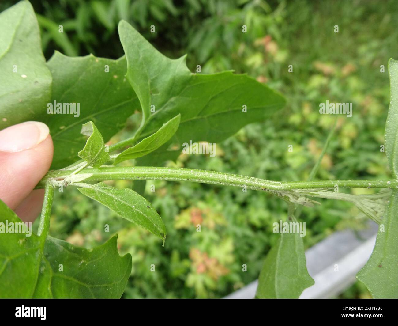 Russian atriplex (Atriplex micrantha) Plantae Stock Photo - Alamy