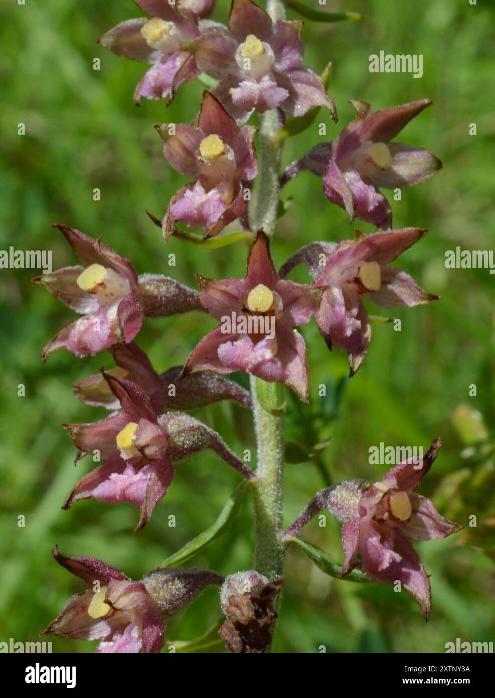 Dark-red Helleborine (Epipactis atrorubens) Plantae Stock Photo - Alamy