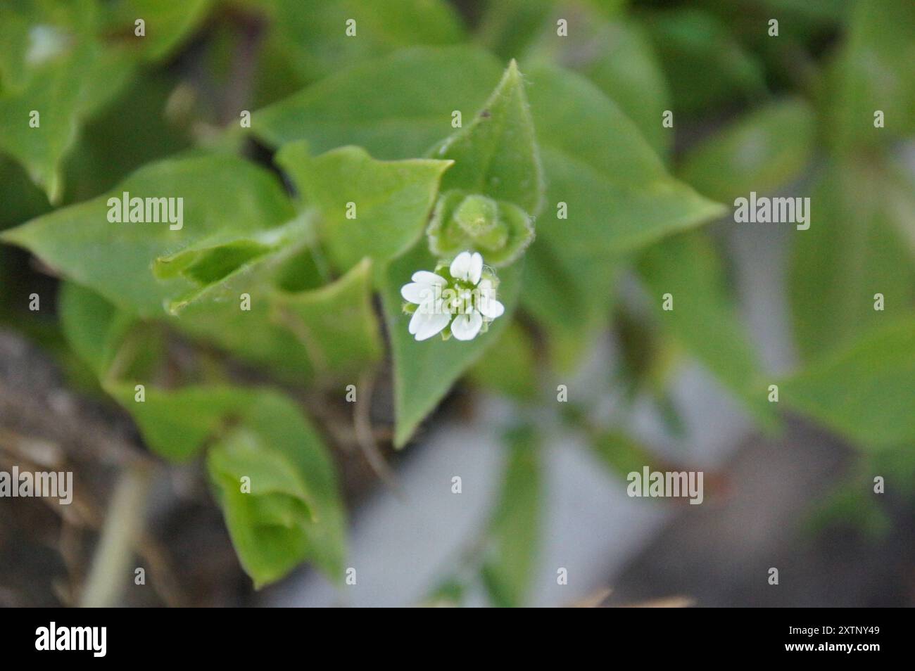 Water Chickweed (Stellaria aquatica) Plantae Stock Photo - Alamy