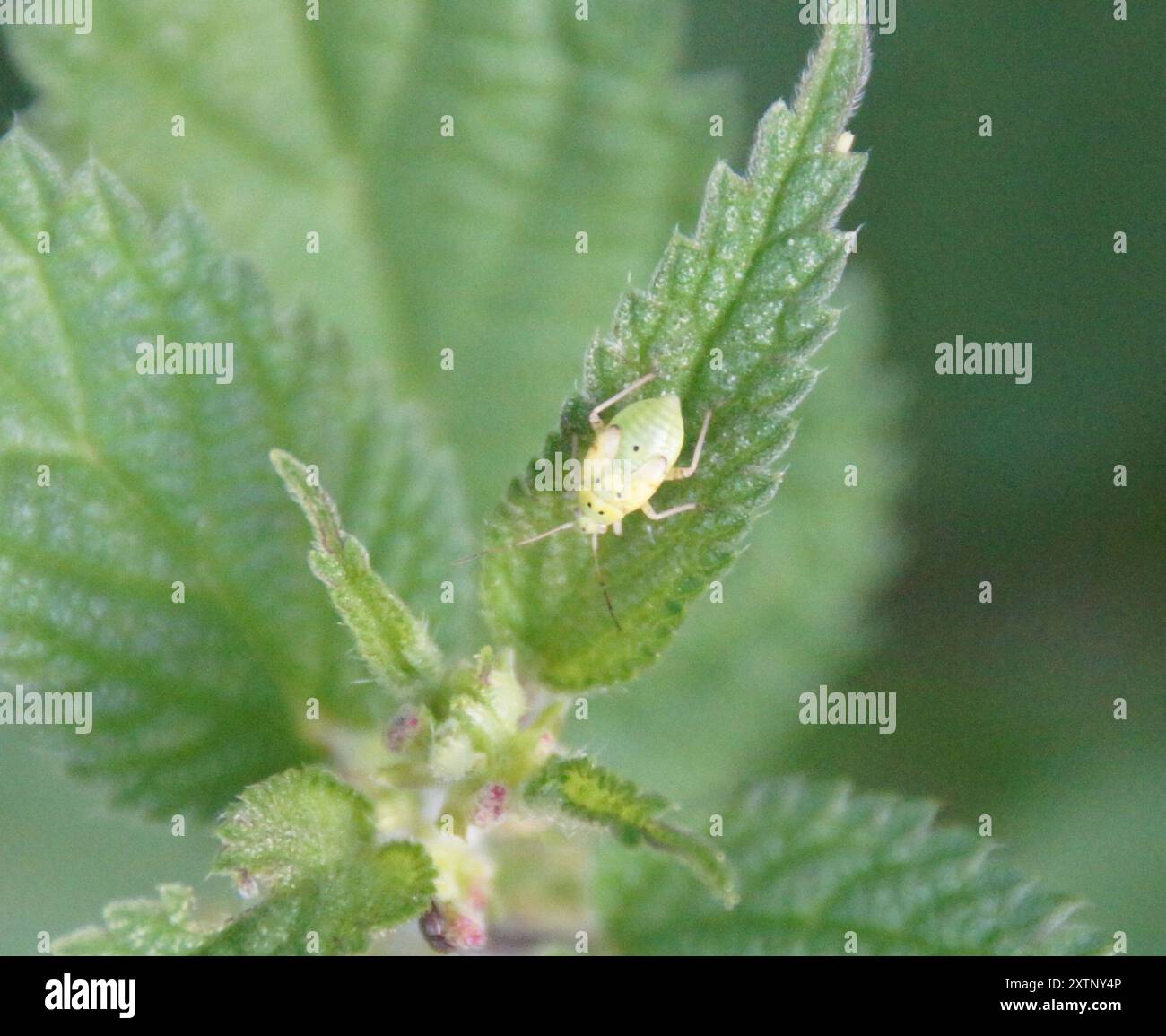 True Bugs (Heteroptera) Insecta Stock Photo - Alamy