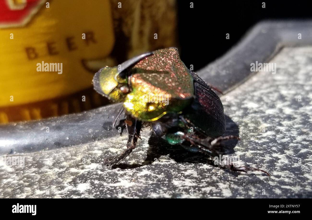 Rainbow Scarab (Phanaeus vindex) Insecta Stock Photo - Alamy