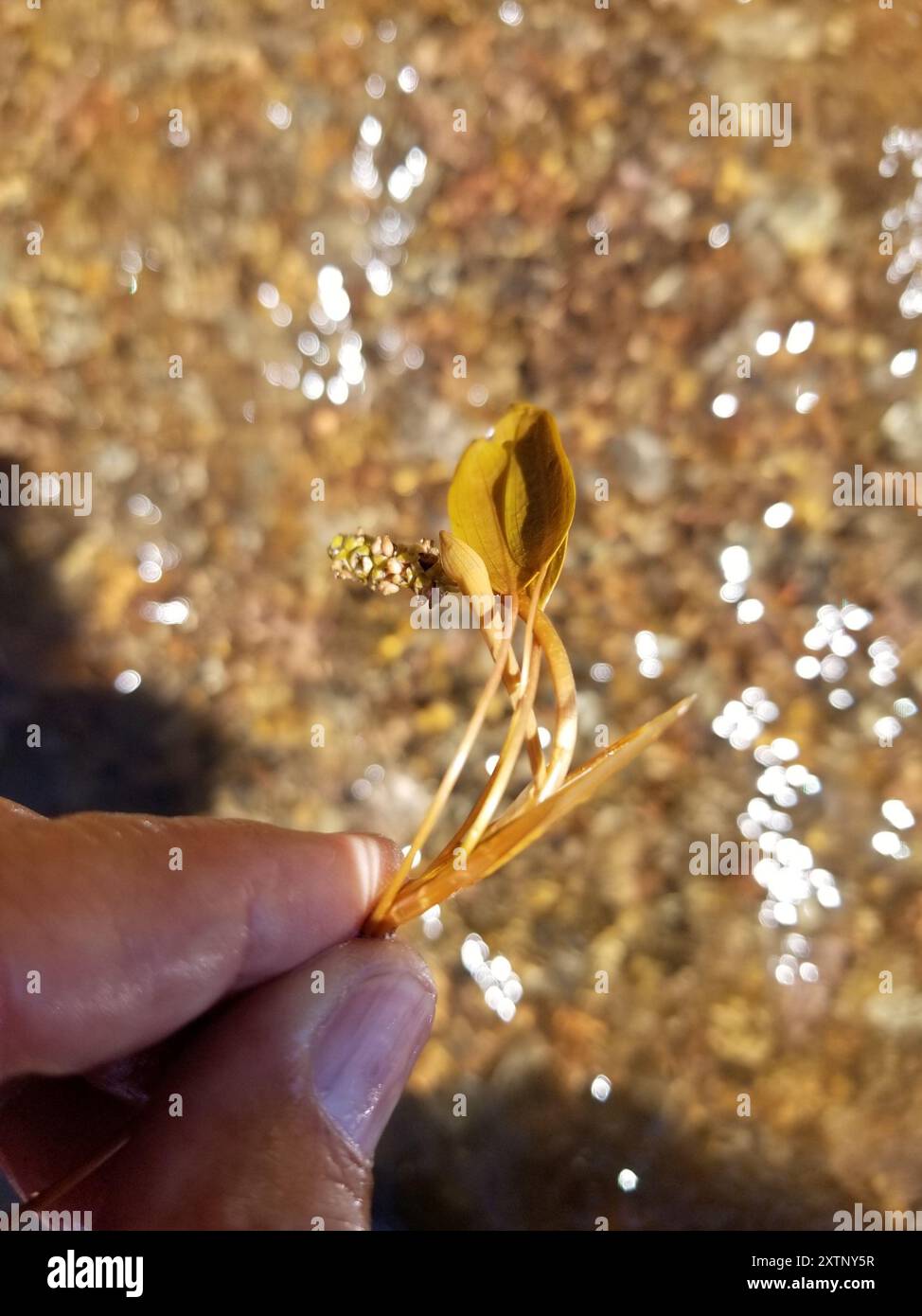floating-leaved pondweed (Potamogeton natans) Plantae Stock Photo - Alamy