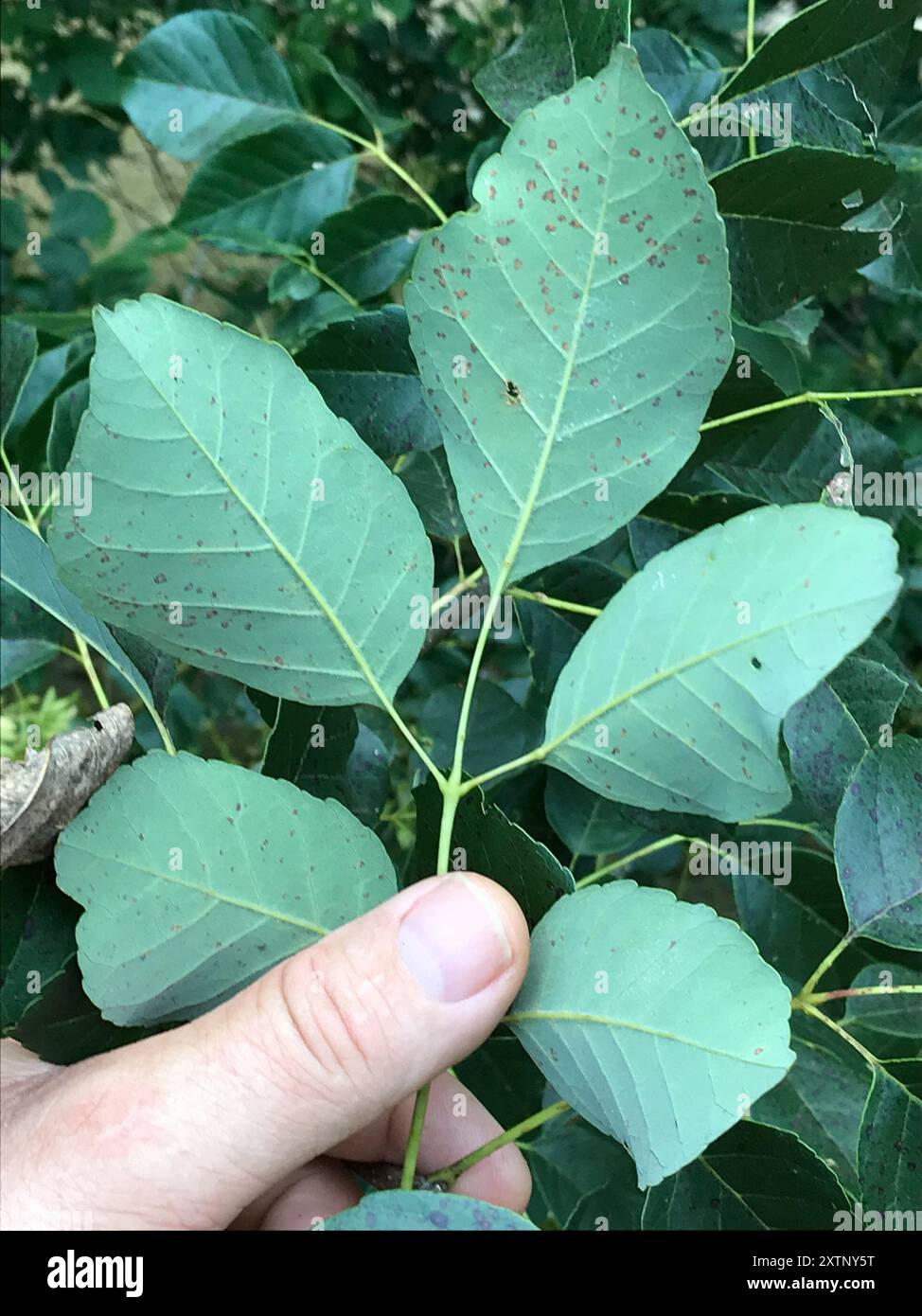 Texas ash (Fraxinus albicans) Plantae Stock Photo - Alamy