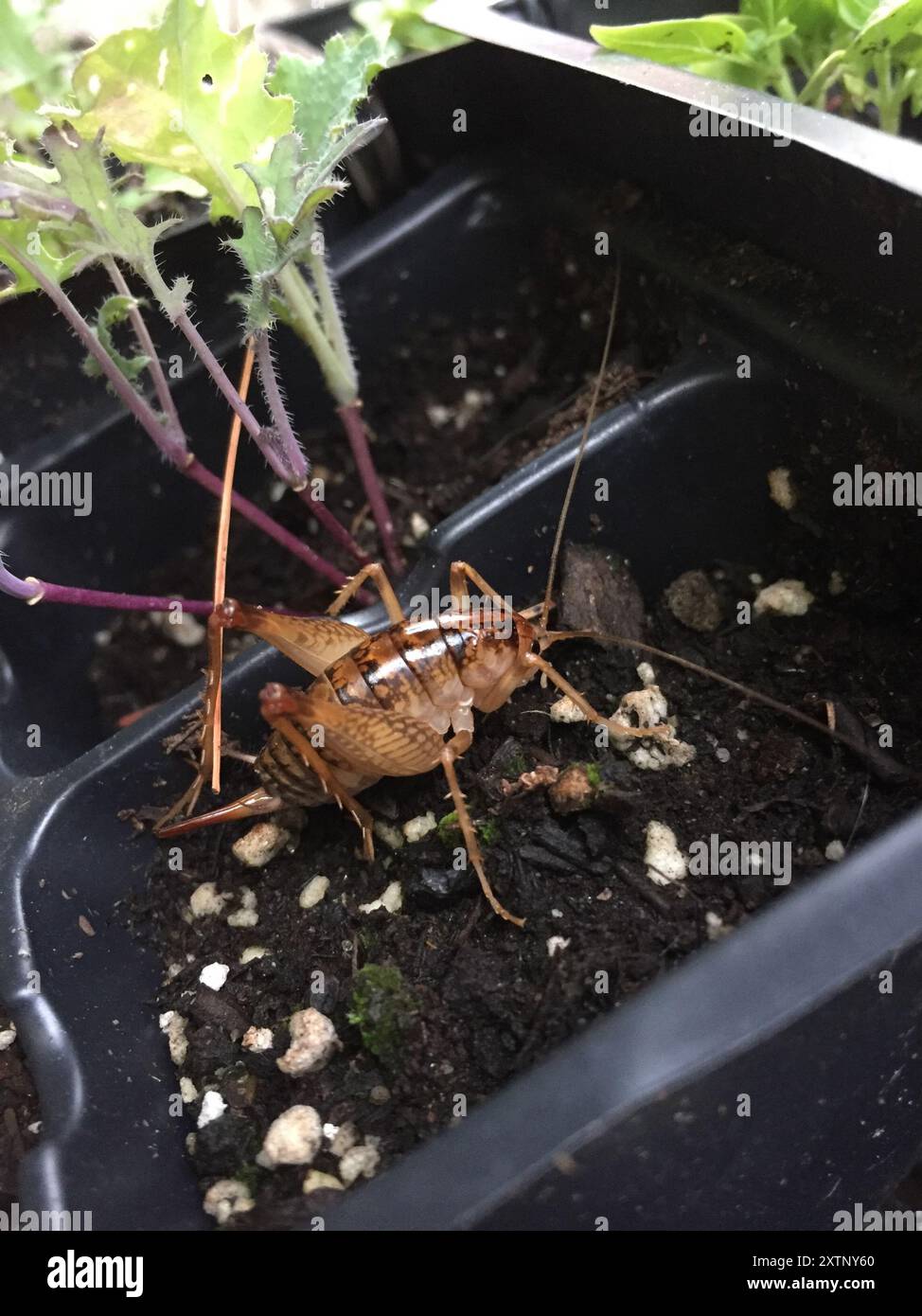 Camel Crickets (Ceuthophilus) Insecta Stock Photo - Alamy