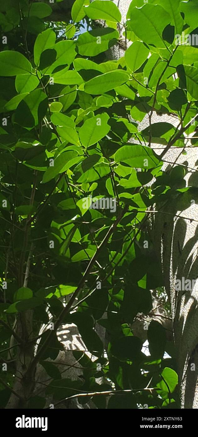 Stinkingtoe (Hymenaea courbaril) Plantae Stock Photo - Alamy