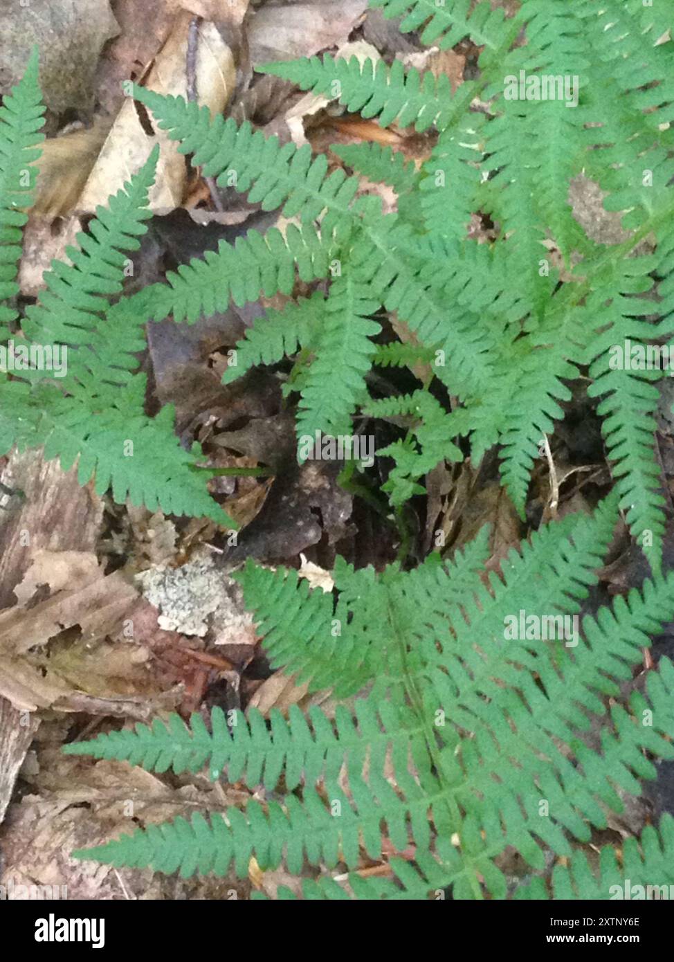 New York fern (Amauropelta noveboracensis) Plantae Stock Photo - Alamy