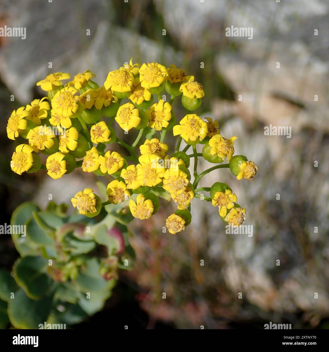 Poorflower Babooncabbage (Othonna parviflora) Plantae Stock Photo - Alamy
