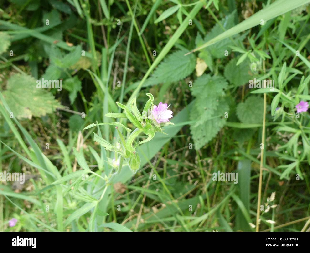 Cut-leaved crane's-bill (Geranium dissectum) Plantae Stock Photo - Alamy