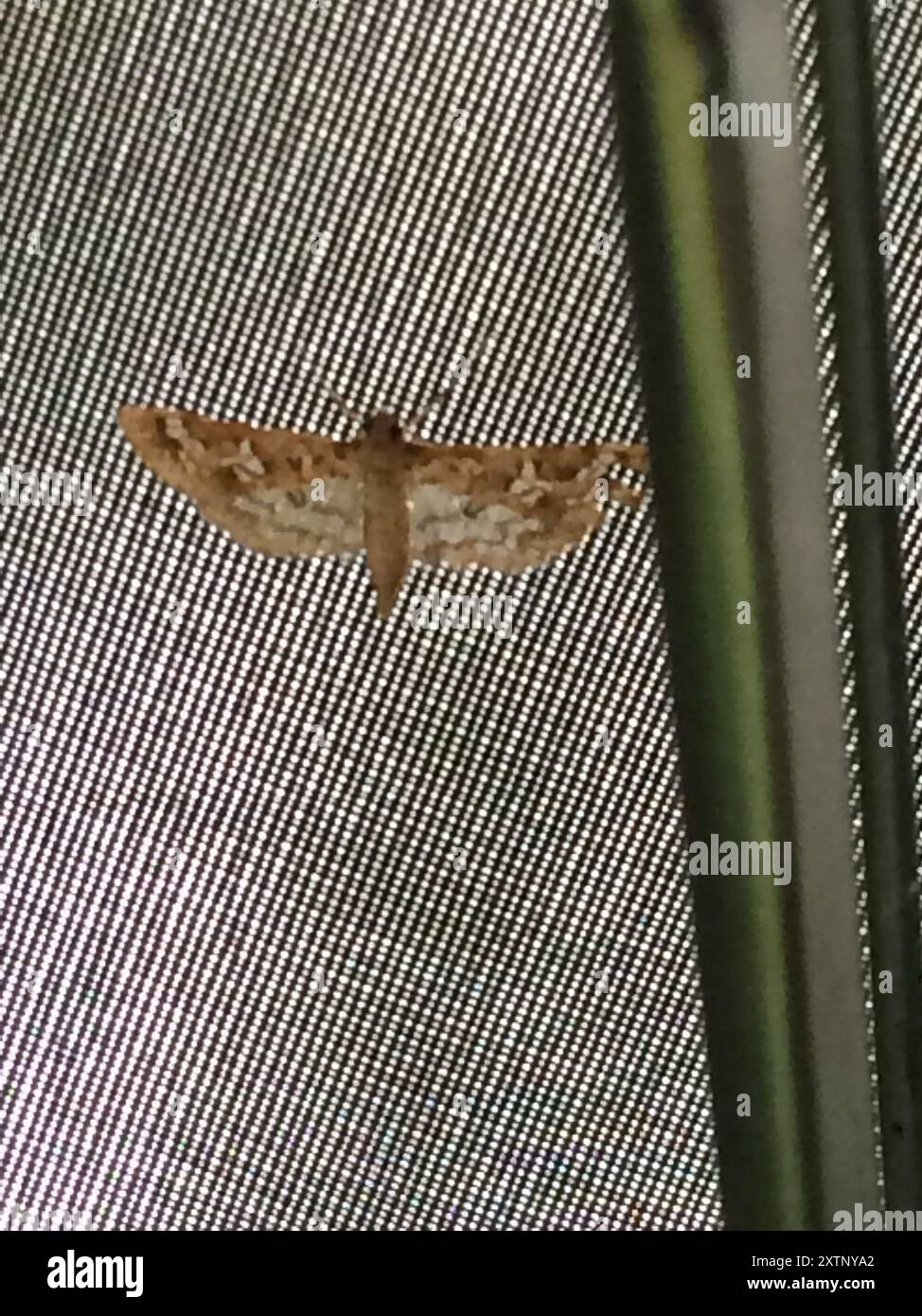 Salvinia Stem Borer Moth (Samea multiplicalis) Insecta Stock Photo - Alamy