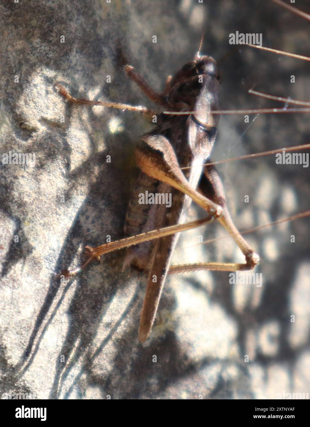 Grey Bush-cricket (Platycleis albopunctata) Insecta Stock Photo - Alamy