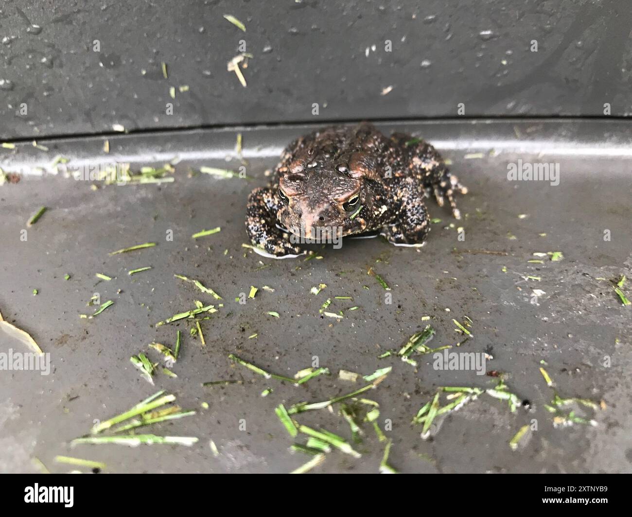 Eastern American Toad (Anaxyrus americanus americanus) Amphibia Stock ...