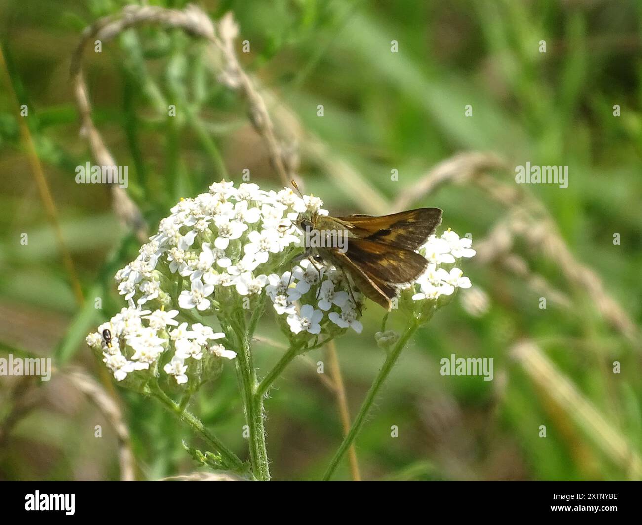 Crossline Skipper (Polites origenes) Insecta Stock Photo - Alamy