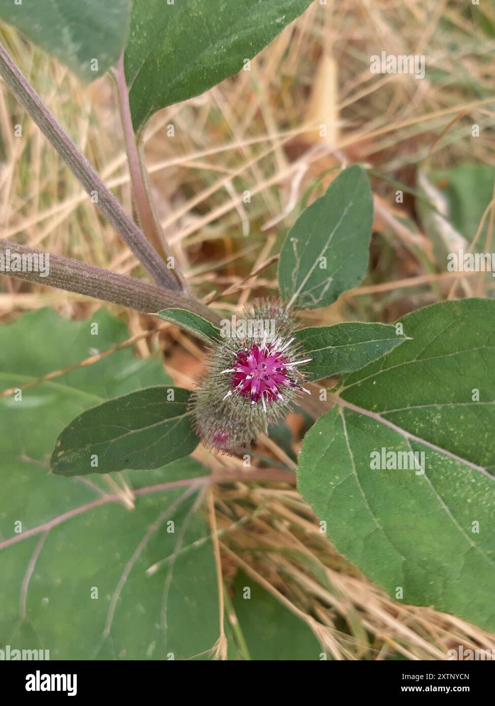 lesser burdock (Arctium minus) Plantae Stock Photo - Alamy