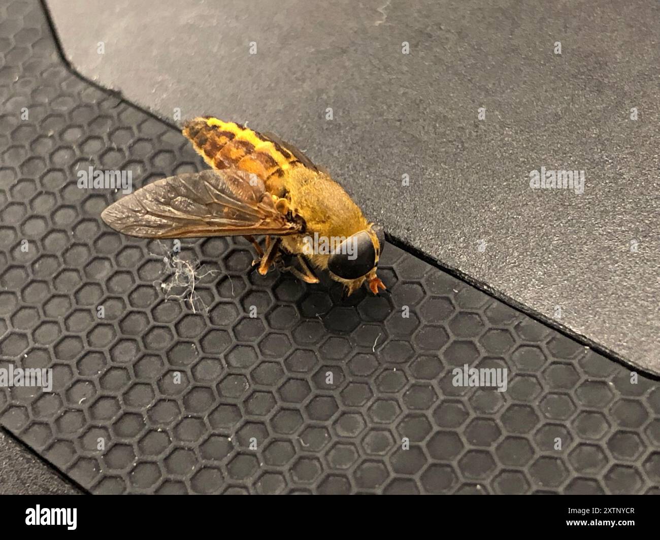 Green eyed horse fly hi-res stock photography and images - Alamy