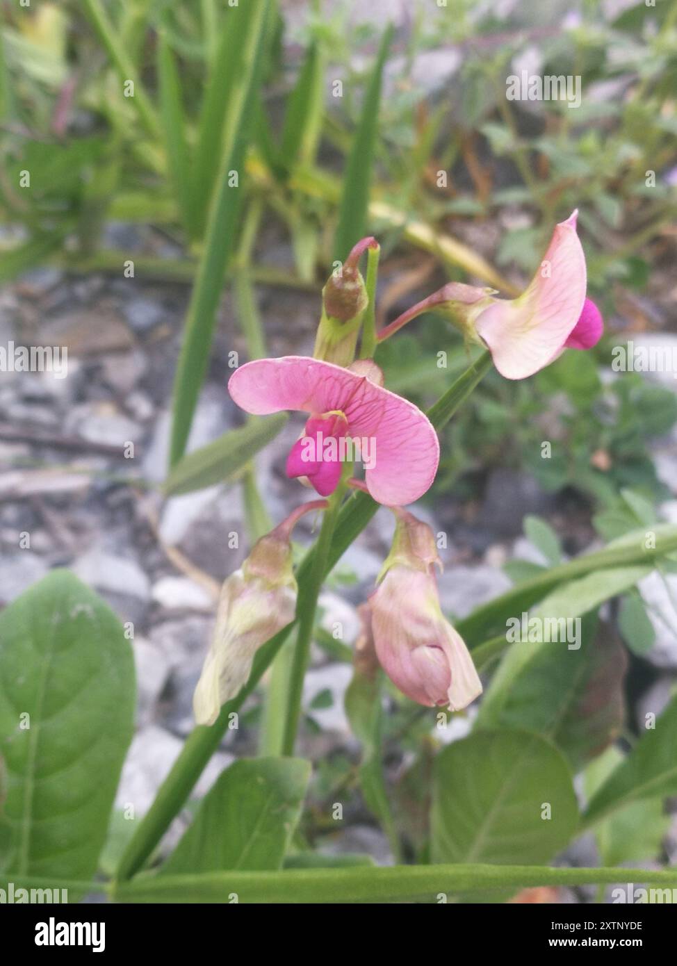 Narrow-leaved Everlasting-pea (Lathyrus sylvestris) Plantae Stock Photo ...