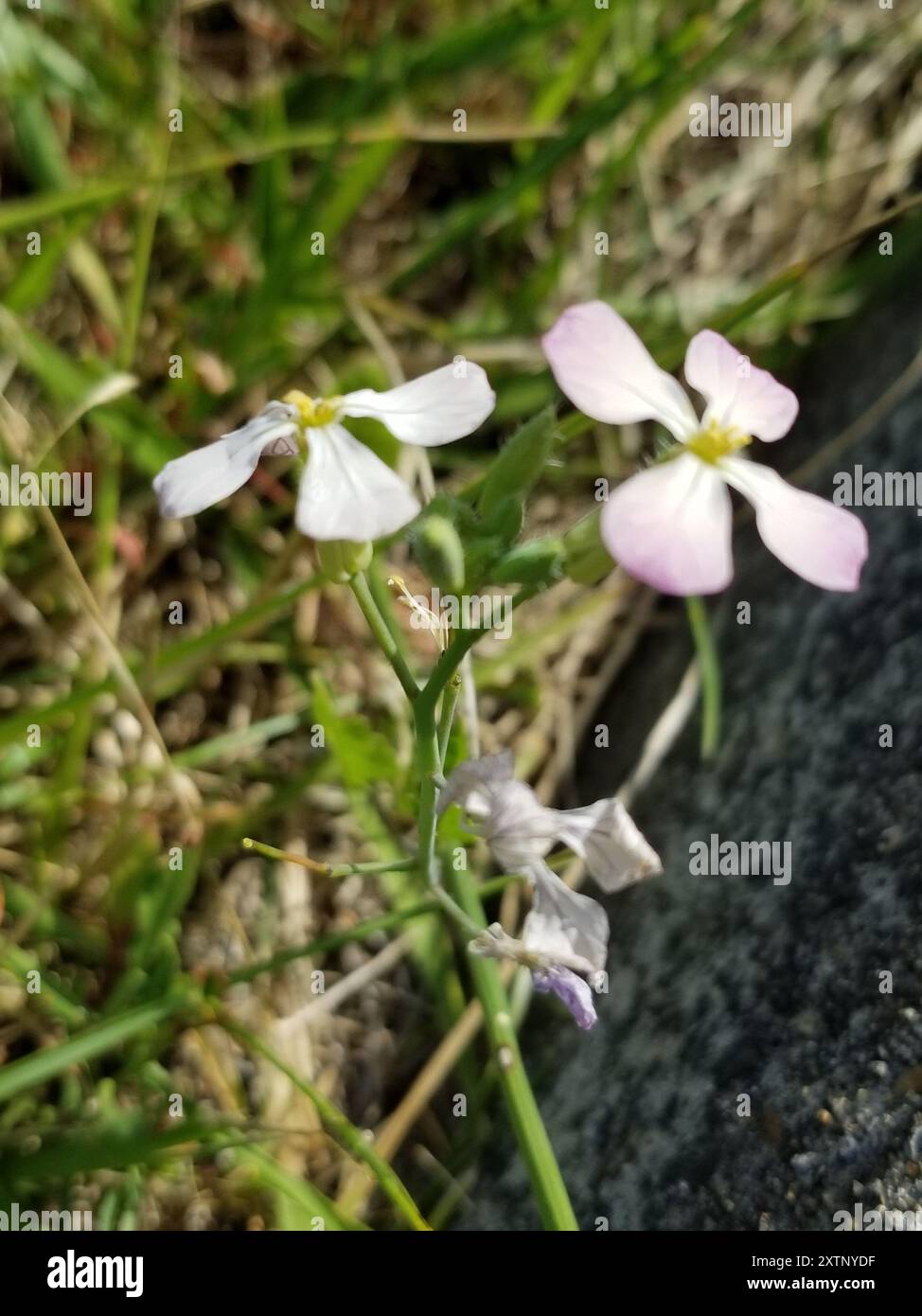 wild and domestic radish (Raphanus raphanistrum sativus) Plantae Stock ...