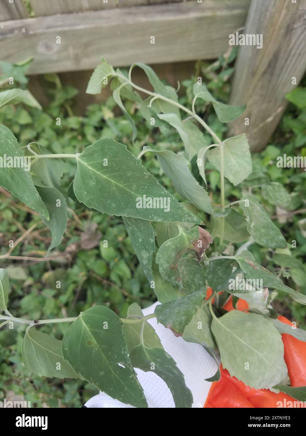 sweet Indian Mallow (Abutilon fruticosum) Plantae Stock Photo - Alamy