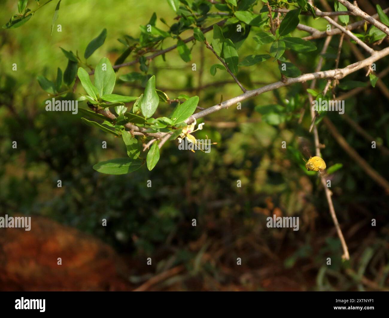 (Cadaba fruticosa) Plantae Stock Photo - Alamy