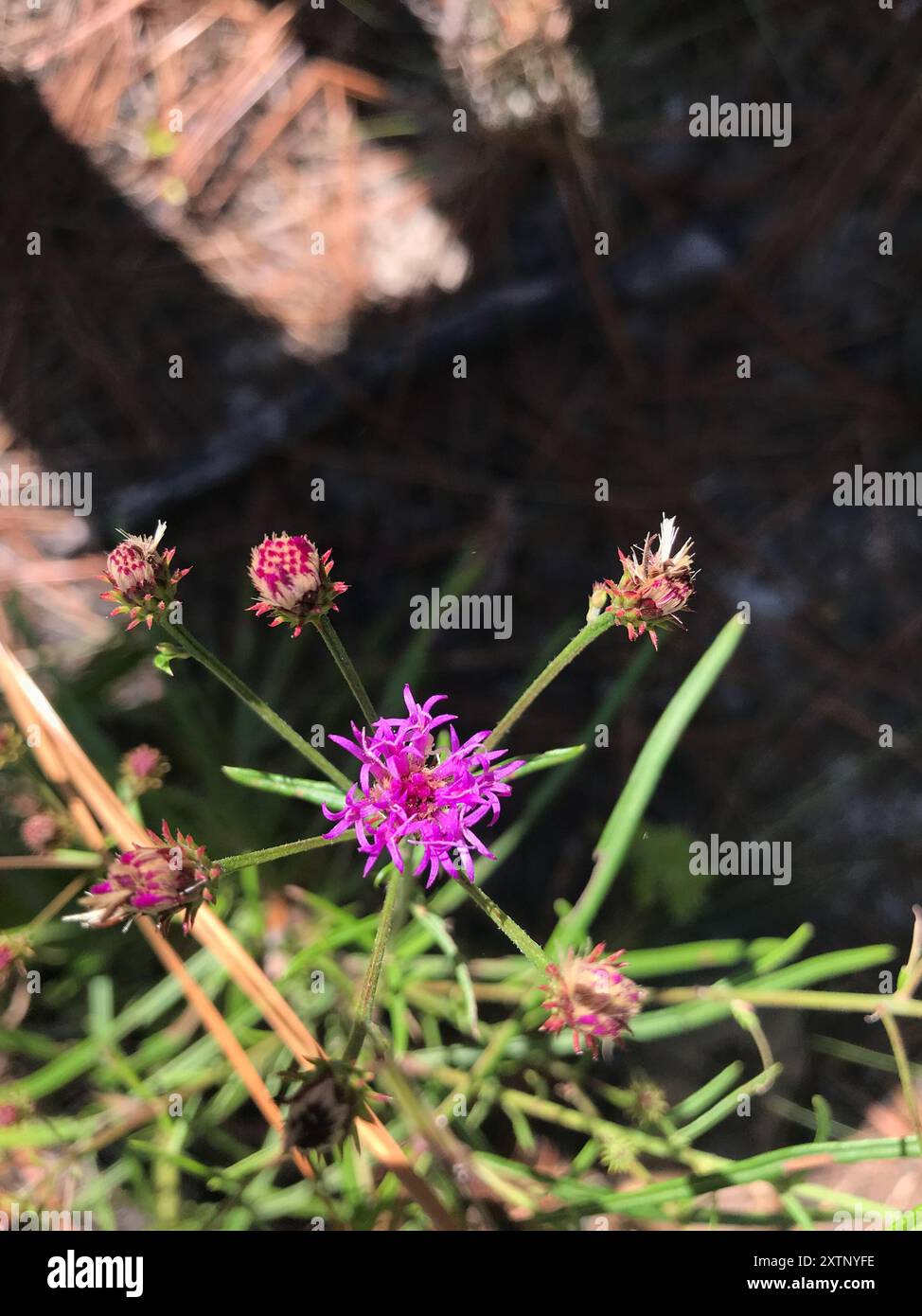 Narrow Leaf Ironweed (Vernonia angustifolia) Plantae Stock Photo - Alamy